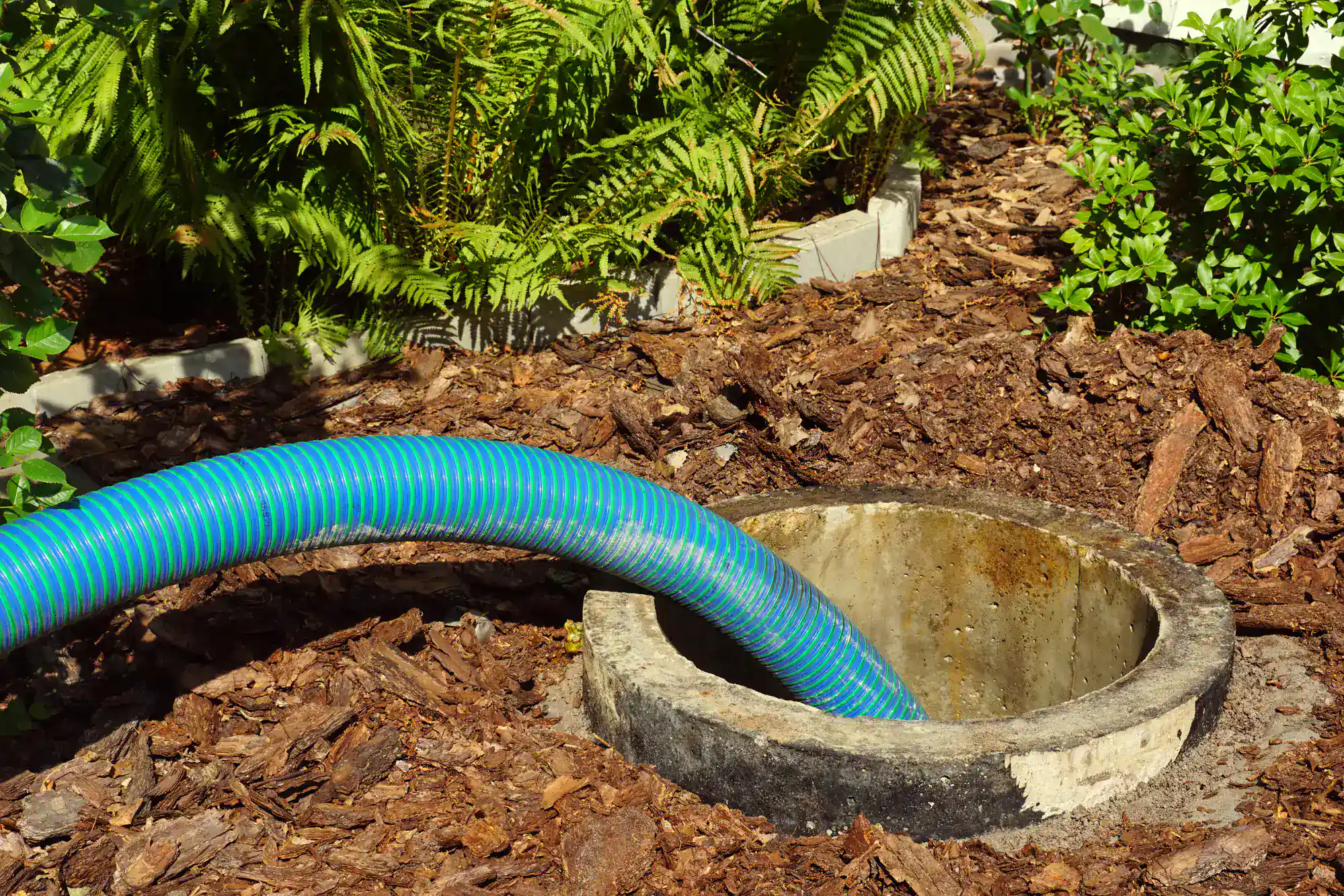 Cesspool Pumping & Root Intrusions: Hidden Dangers in Suffolk County, NY
